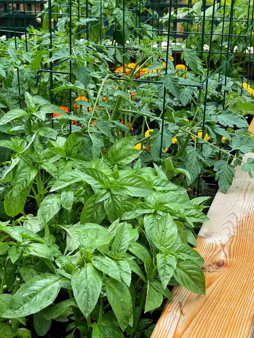 How to Grow an Herb Garden: A Step-by-Step Guide For Beginners | Bricks ...