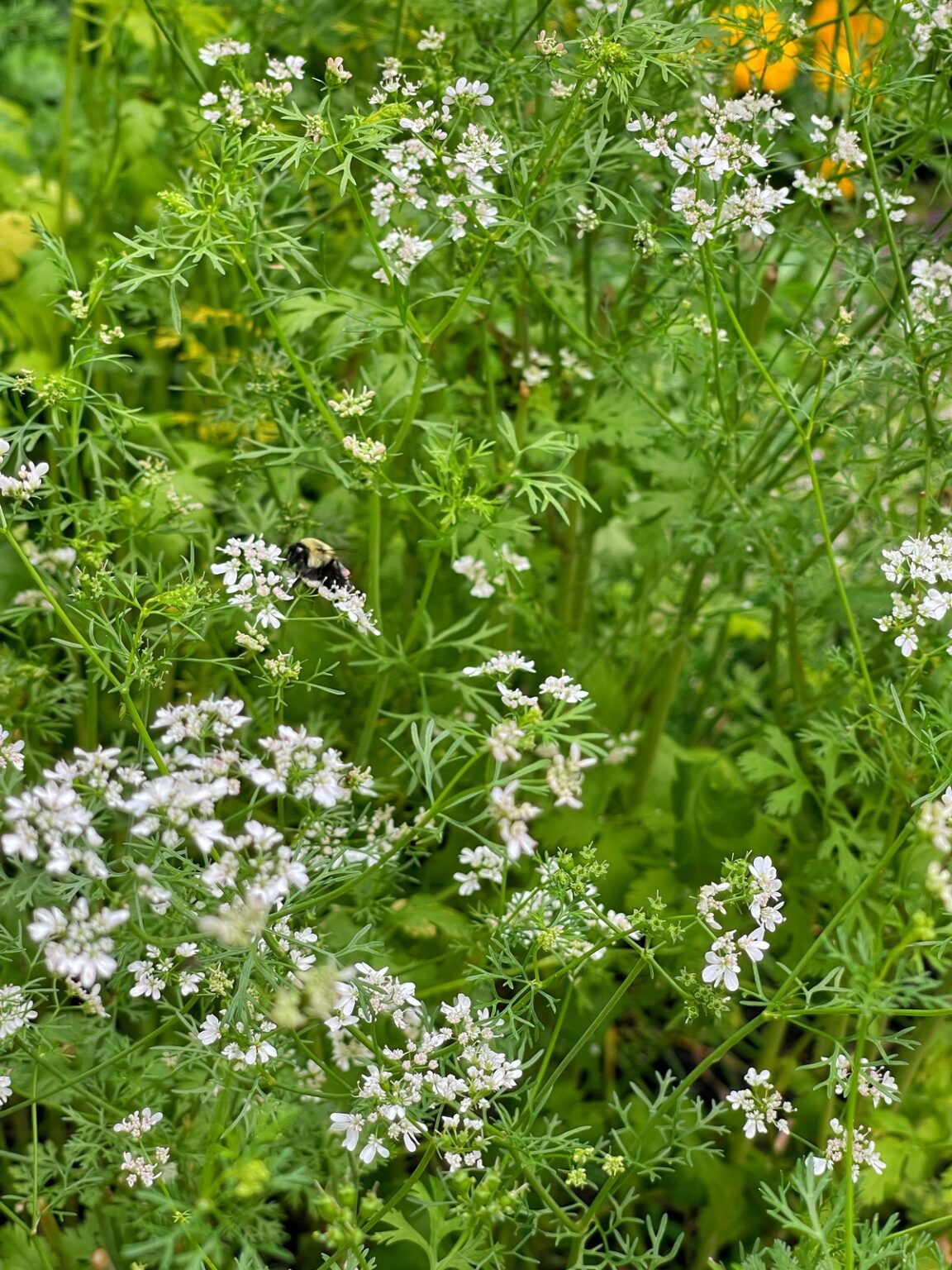 Best Native Plants for a Buzzing Pollinator Garden | Bricks ’n Blooms ...