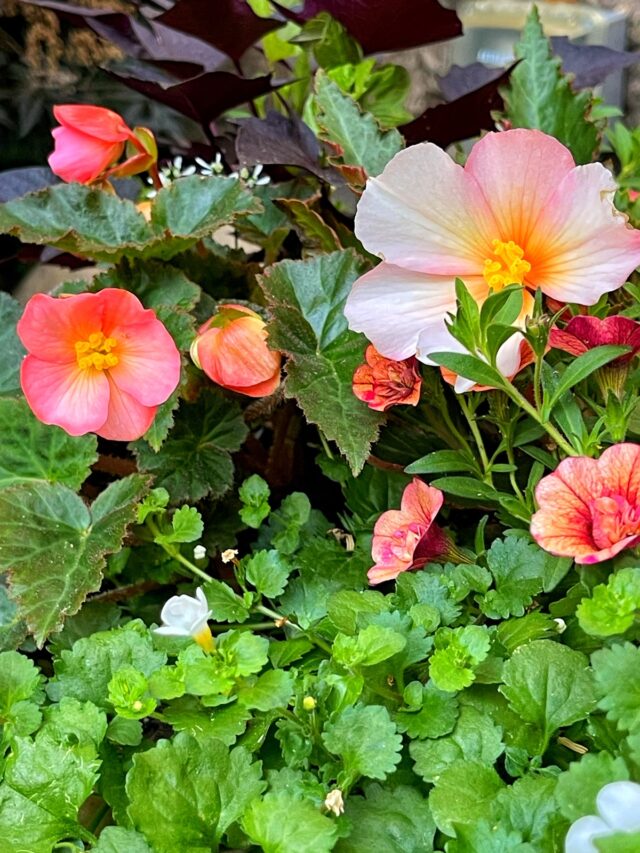 How to Overwinter Begonias & Enjoy Them Year-Round | Bricks ’n Blooms ...