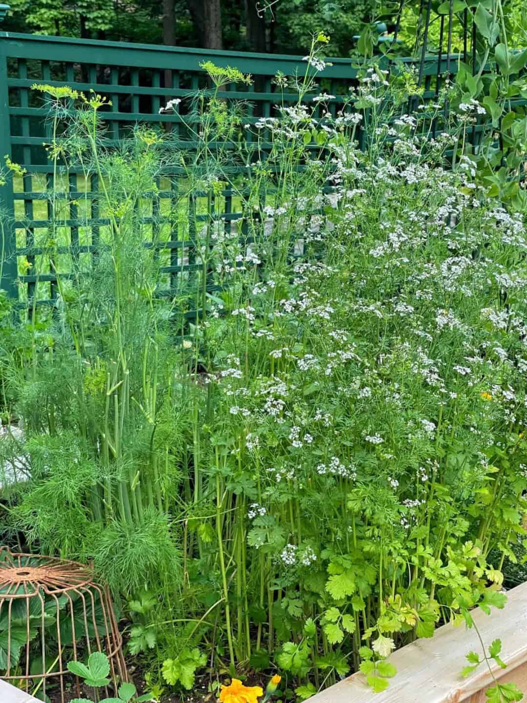 How to Grow an Herb Garden: A Step-by-Step Guide For Beginners | Bricks ...
