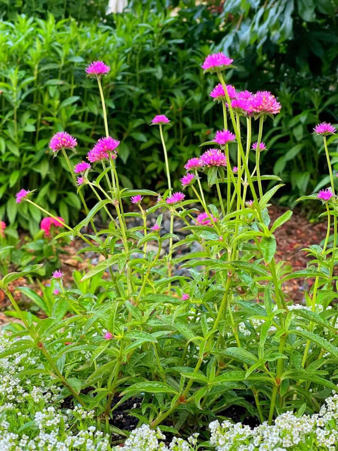 Growing Gomphrena: The Easy Cut Flower That Keeps Blooming | Bricks ’n ...