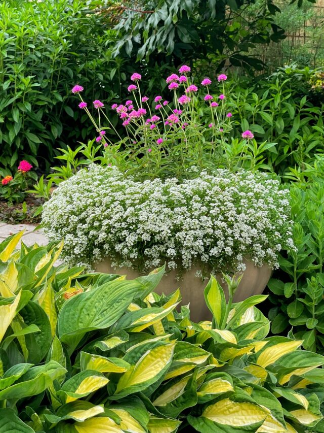 Growing Gomphrena: The Easy Cut Flower That Keeps Blooming - Bricks 'n ...