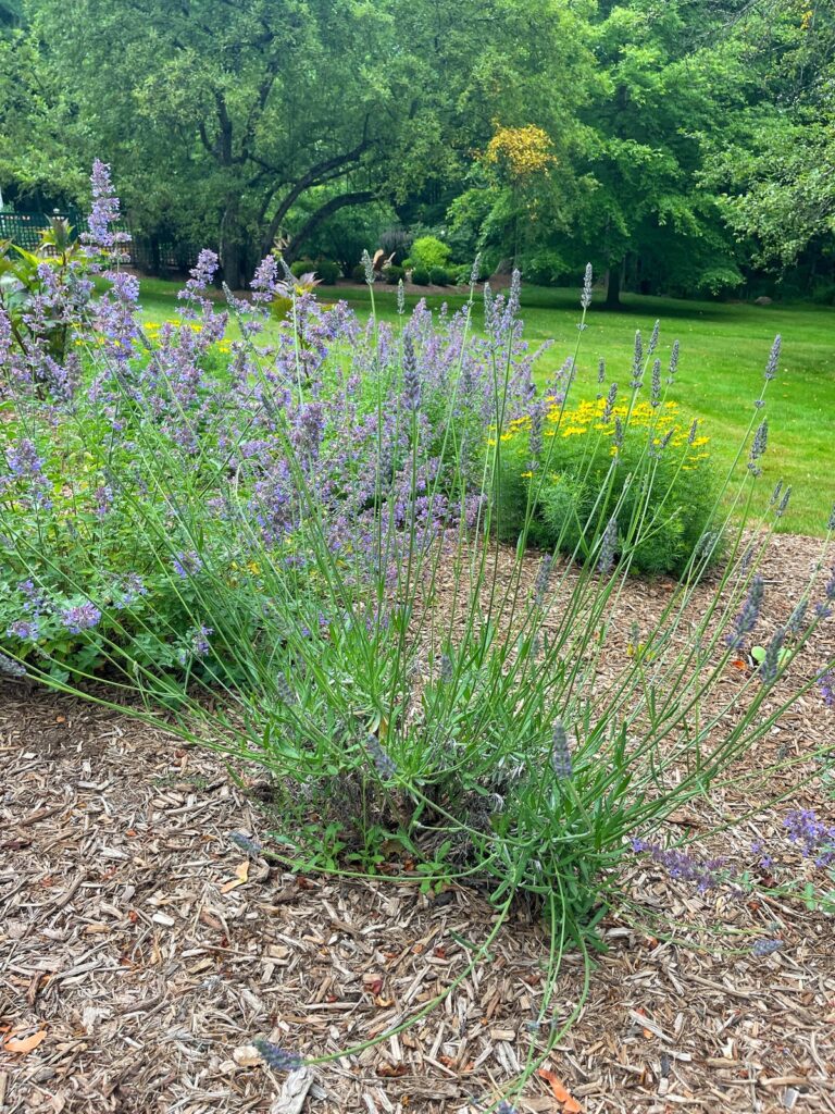 How to Grow Lavender for a Low-Maintenance Cottage Garden | Bricks ’n ...
