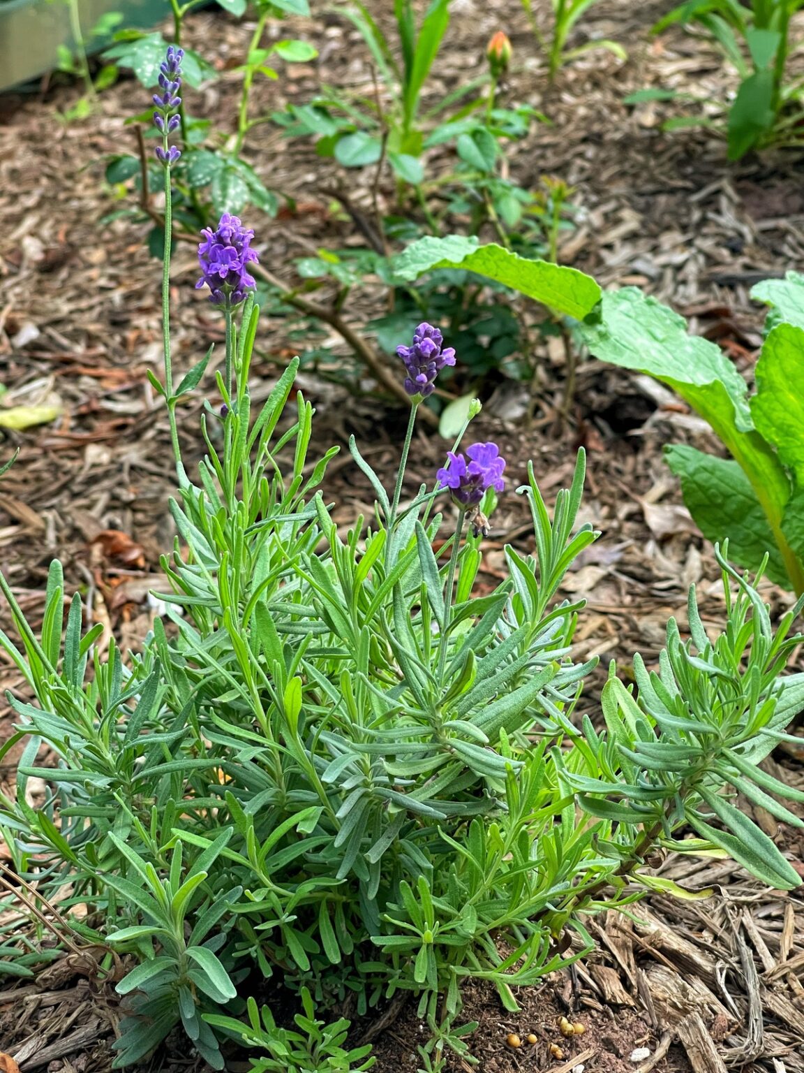 Growing English Lavender: Simple Tips for a Fragrant Garden - Bricks ’n ...