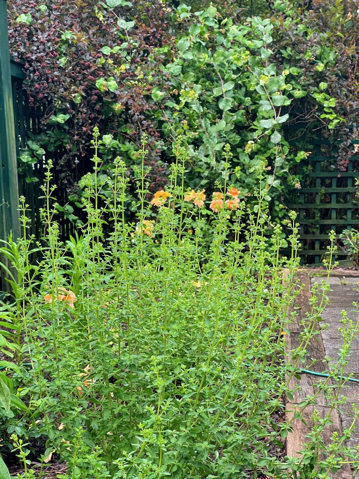 Beginner's Guide to Growing an Herb Garden: Step-by-Step Tips for ...