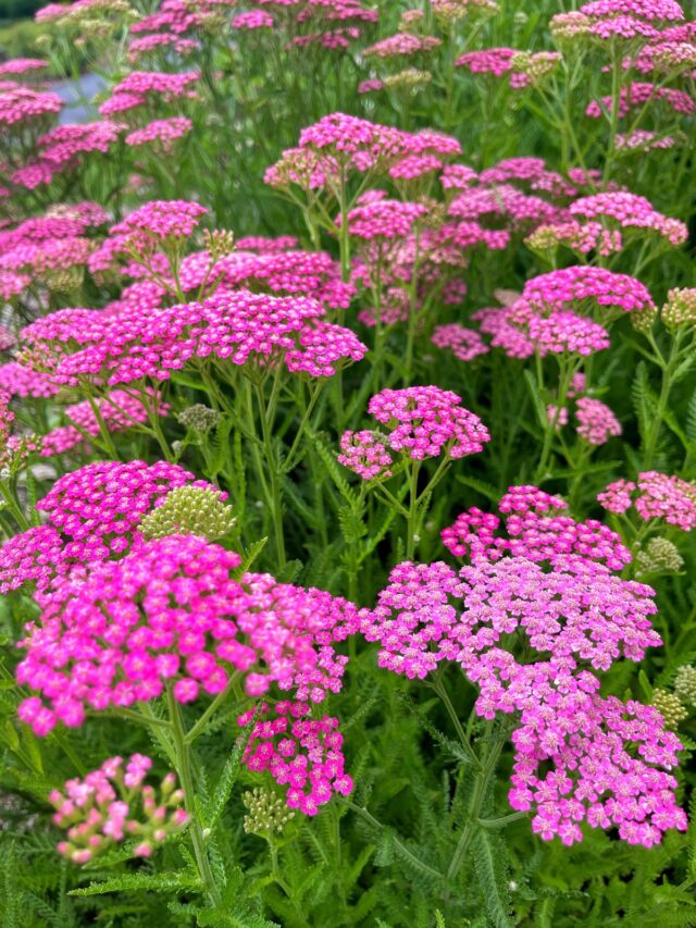 The Best Easy Pink Flowers for Effortless Beauty in Your Garden ...
