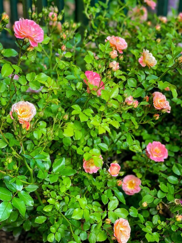 How to Fertilize Roses for More Blooms (Beginner’s Guide) - Bricks ’n ...