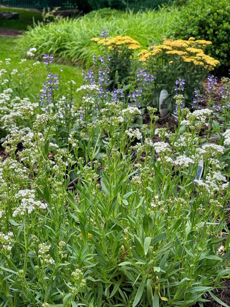 Best Native Plants for a Thriving Pollinator Garden - Bricks 'n Blooms ...