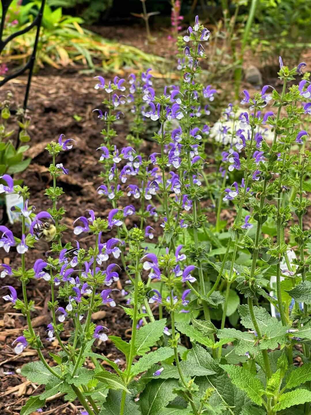 Growing Salvia Plant for a Low-Maintenance Cottage Garden | Bricks ’n ...