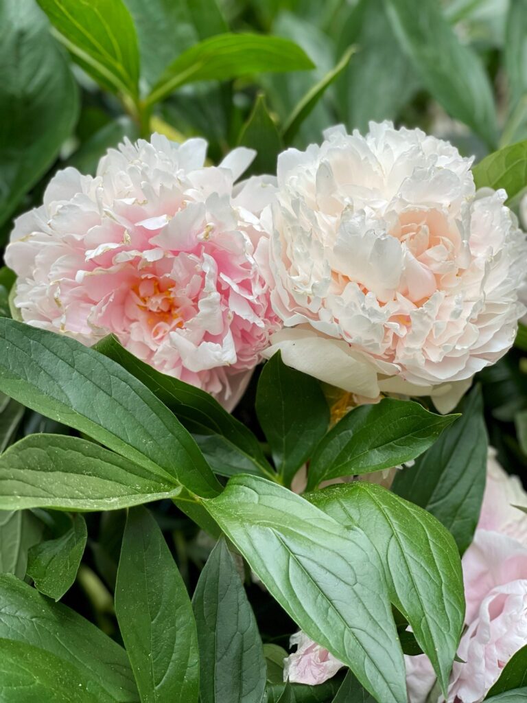 The Ultimate Guide to Growing Peonies (Paeonia Lactiflora) | Bricks ’n ...