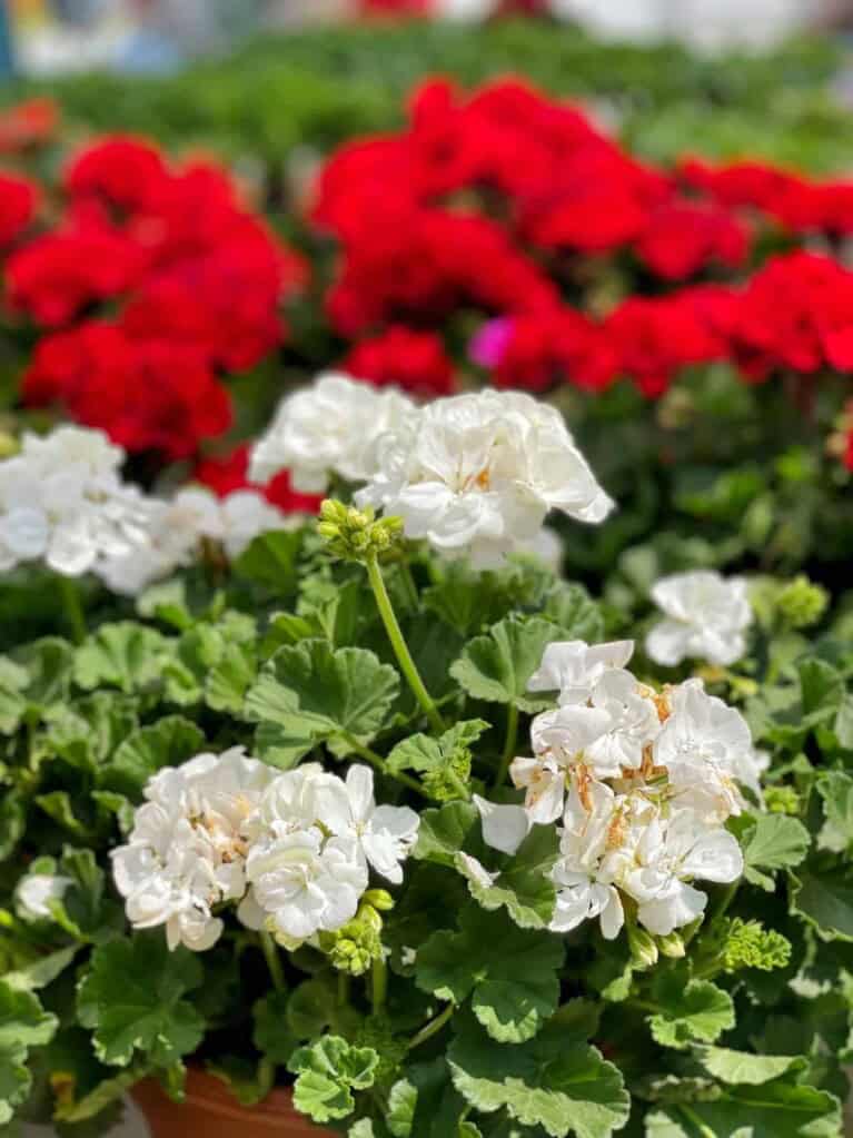 Overwintering Geraniums: 4 Easy Methods for Year-Round Blooms | Bricks ...