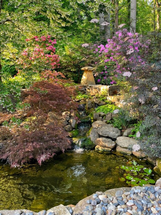 Best Native Plants for a Buzzing Pollinator Garden | Bricks ’n Blooms ...