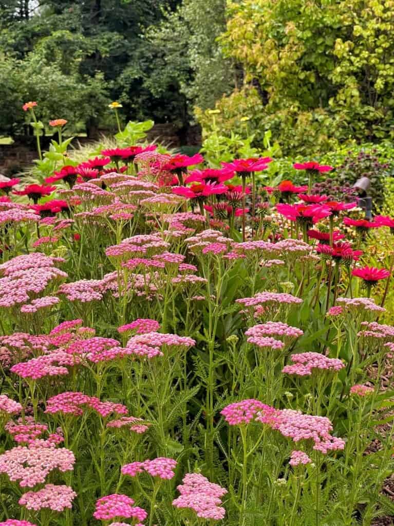 Purple Coneflower Care: Your Essential Guide - Bricks ’n Blooms with ...