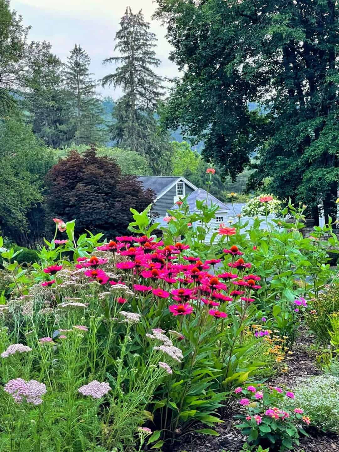 Growing Yarrow For a Stunning, Low-Maintenance Flower Garden - Bricks ...
