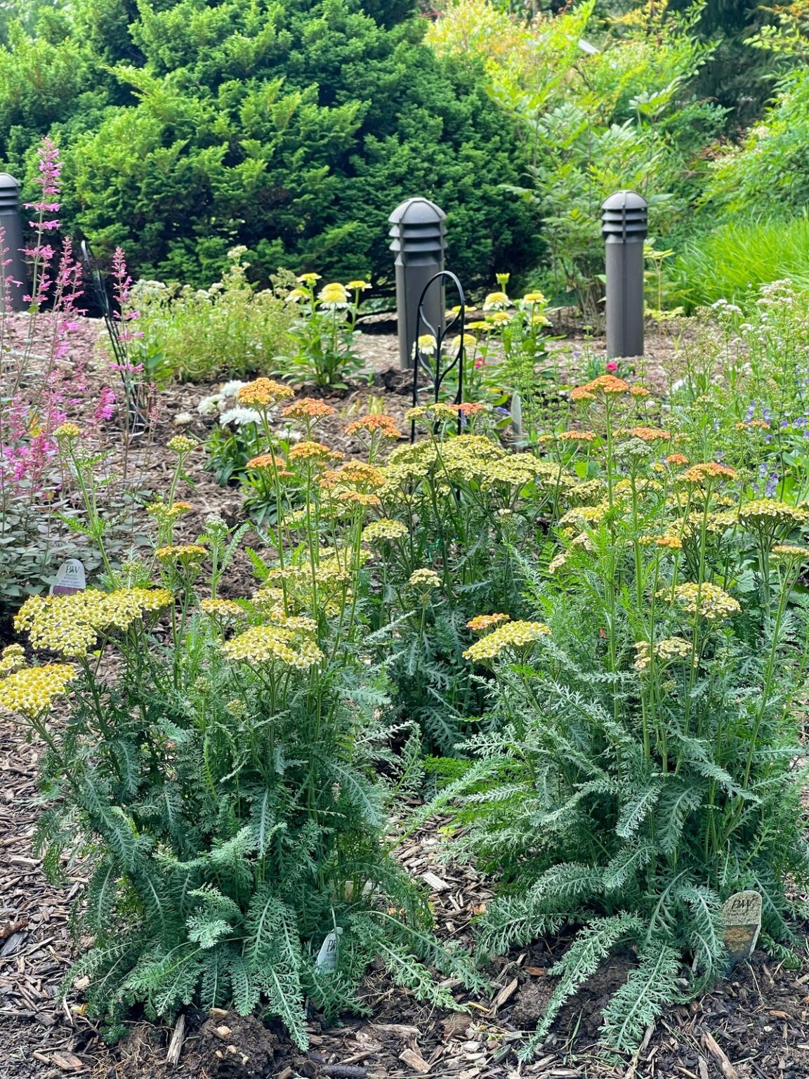 Growing Yarrow For a Stunning, Low-Maintenance Flower Garden - Bricks ...