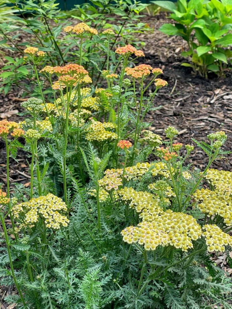 Growing Yarrow For a Stunning, Low-Maintenance Flower Garden - Bricks ...