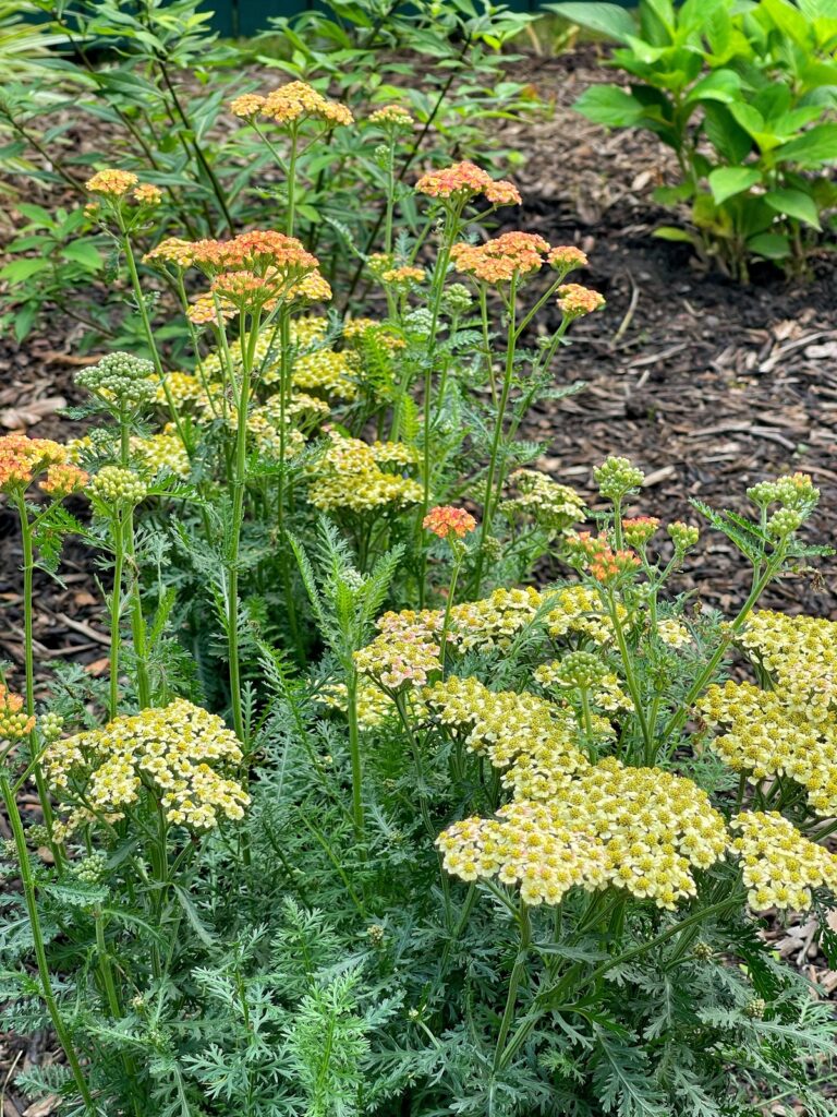 Growing Yarrow For a Stunning, Low-Maintenance Flower Garden - Bricks ...