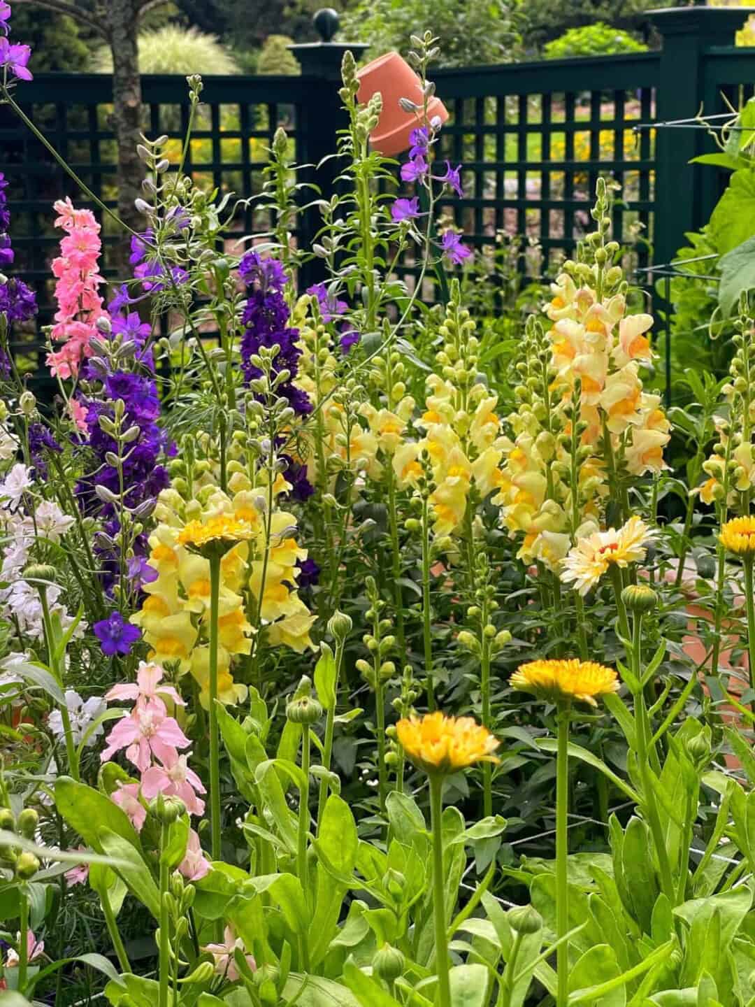 How to Start Snapdragon Seeds: Indoor vs Winter Sowing | Bricks ’n ...