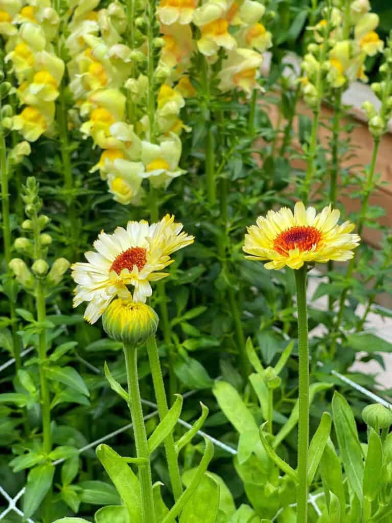 The Beginner's Guide to Growing Calendula in Your Garden | Bricks ’n ...