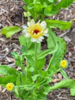 The Beginner's Guide to Growing Calendula in Your Garden - Bricks ’n ...