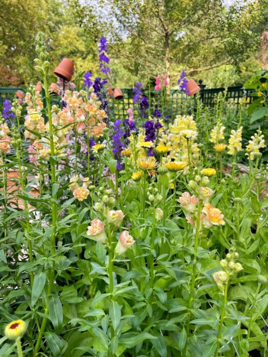 Growing Snapdragons in Your Cut Flower Garden For Stunning Bouquets ...