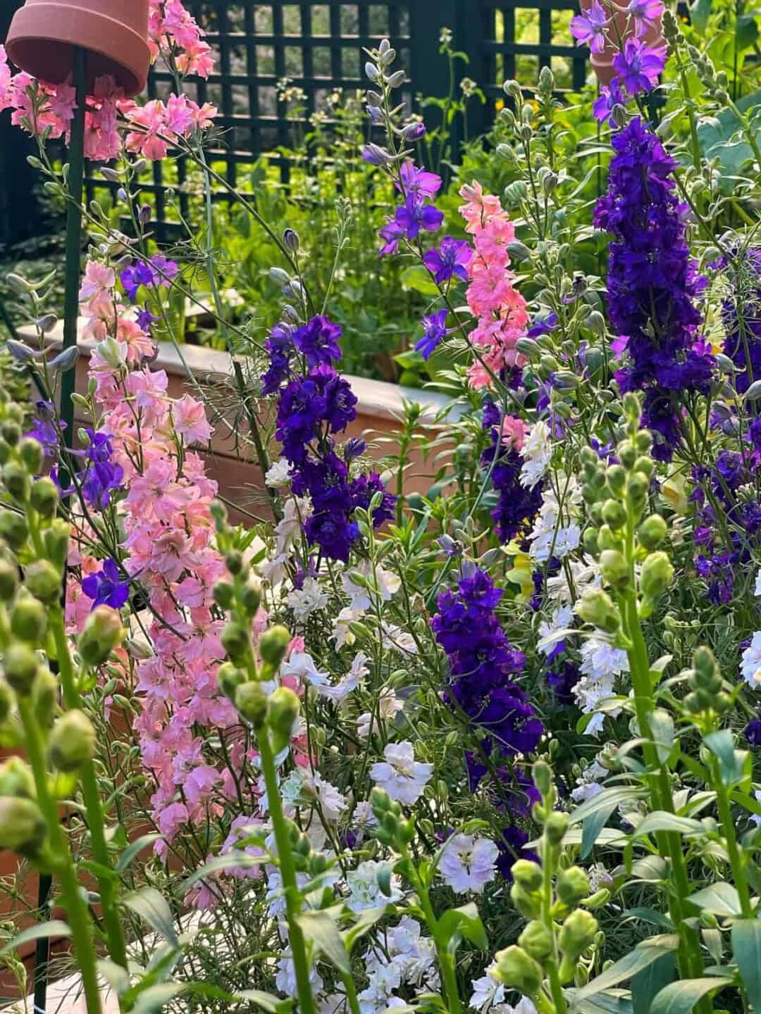 How to Winter Sow Larkspur Seeds for a Stunning Cottage Garden | Bricks ...