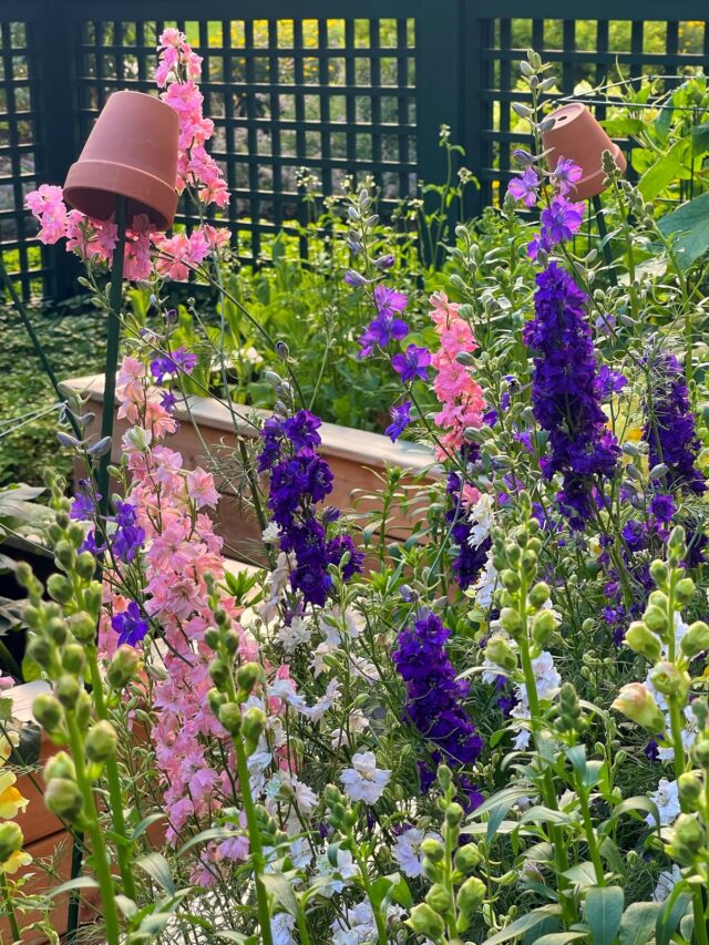 How to Winter Sow Larkspur Seeds for a Stunning Cottage Garden | Bricks ...