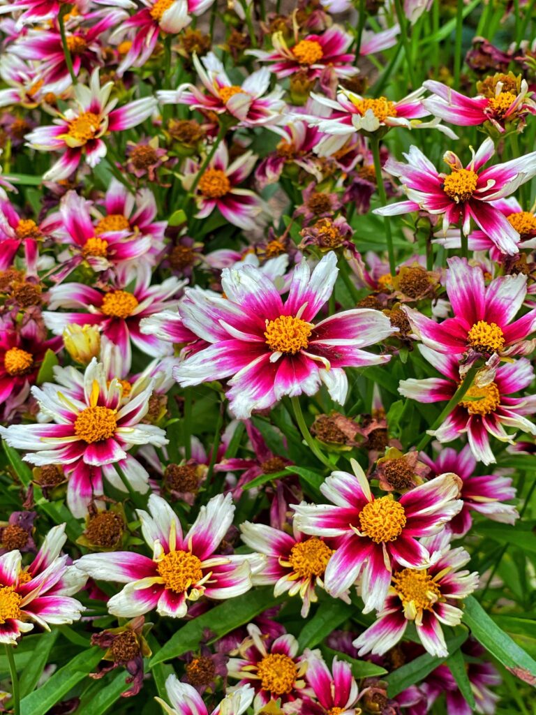 How to Grow Coreopsis (Tickseed) for a Low-Maintenance Cottage Garden ...
