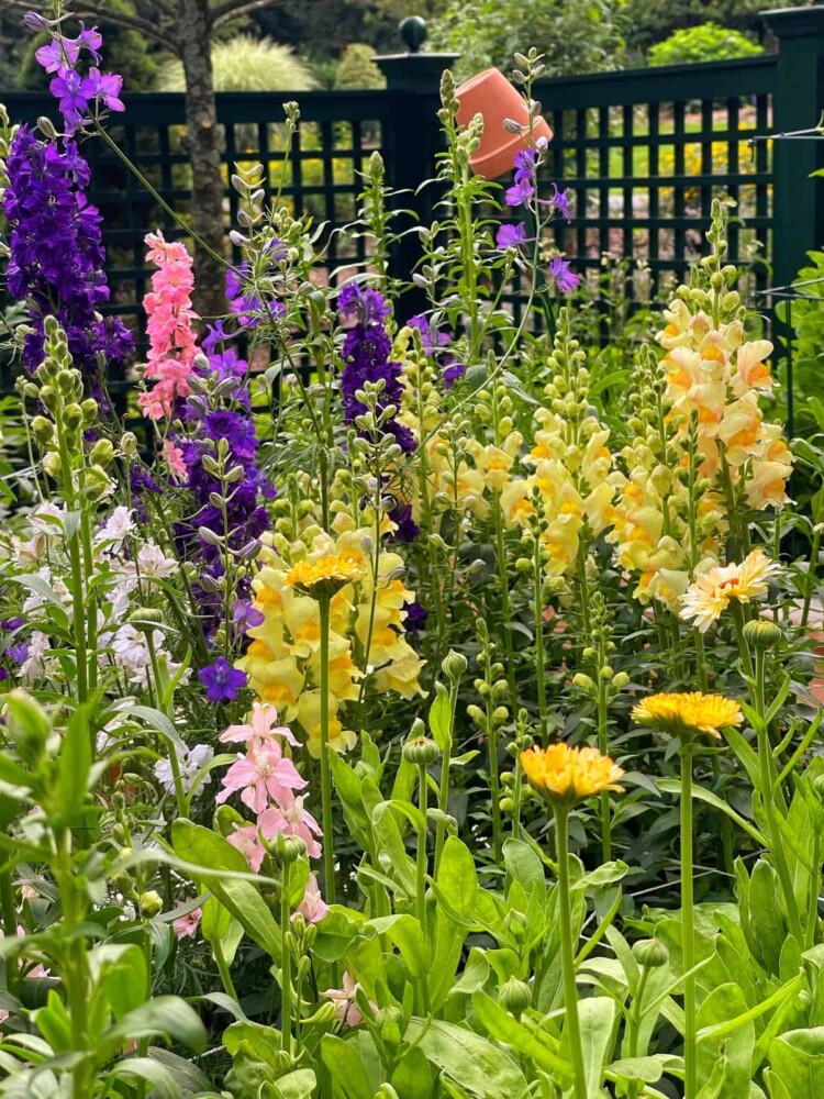 The Beginner's Guide to Growing Calendula in Your Garden | Bricks ’n ...