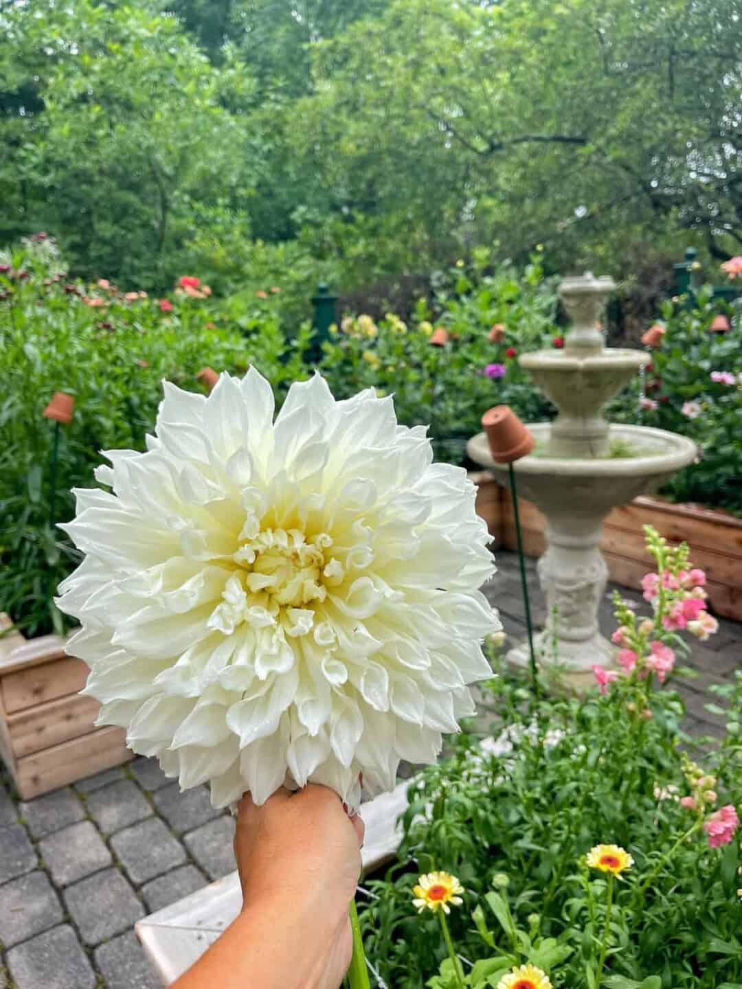 Planting Dahlia Tubers Like a Pro: A Beginner's Guide to Big, Beautiful ...