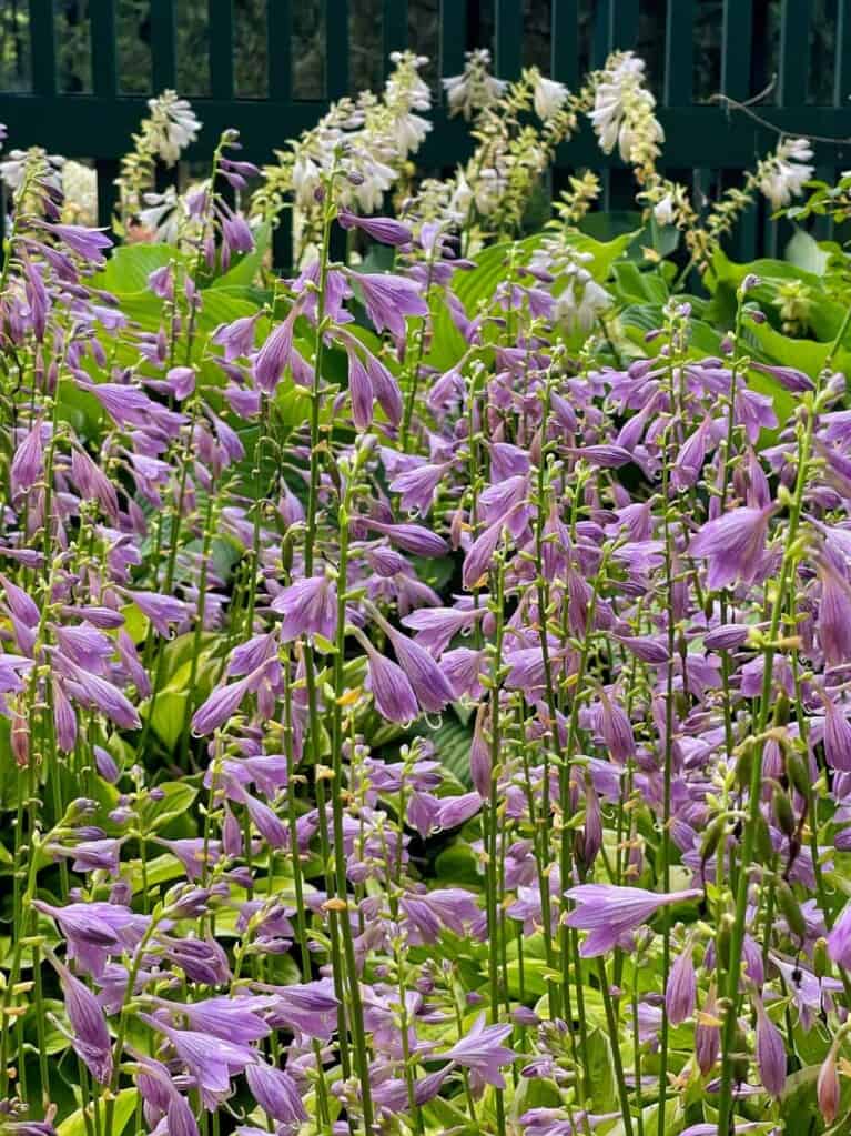 How to Grow Hostas in Pots: A Complete Container Gardening Guide ...
