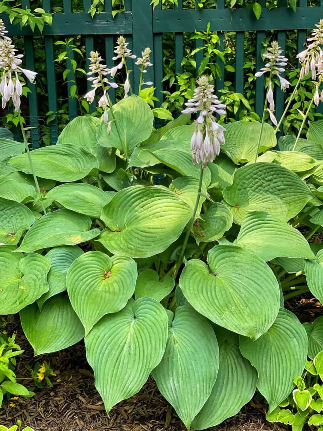 How to Divide Hostas: Step-by-Step Guide to Doubling Your Plants for ...