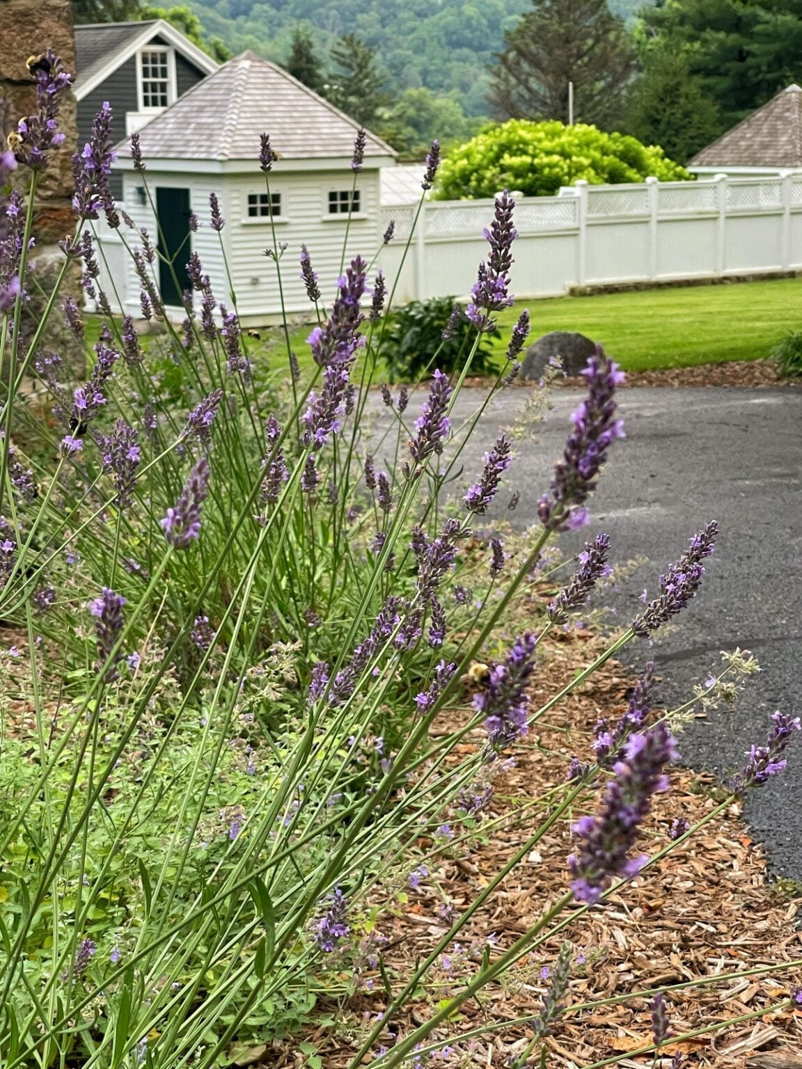 How to Grow Lavender for a Low-Maintenance Cottage Garden | Bricks ’n ...
