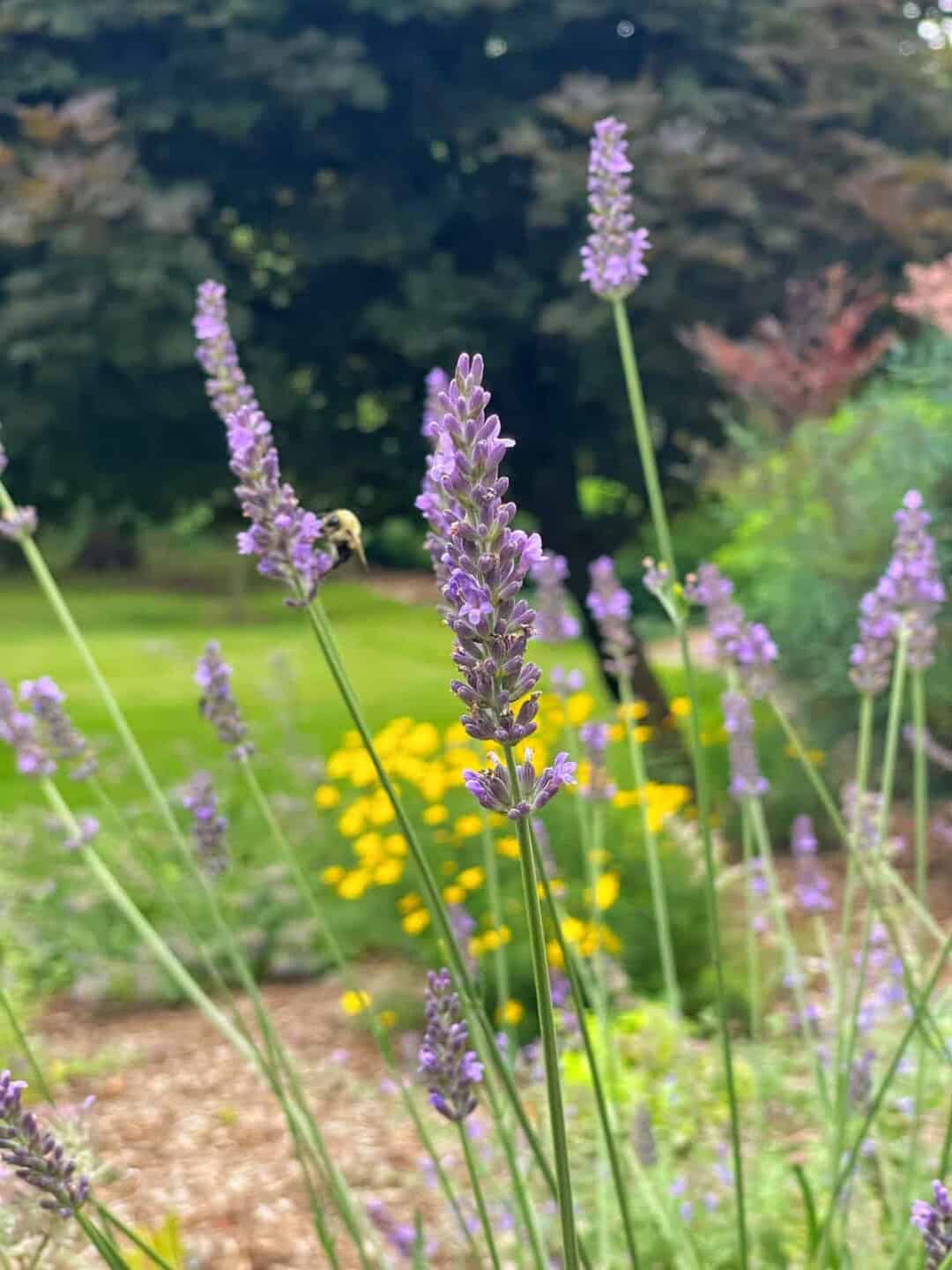 Growing English Lavender: Simple Tips for a Fragrant Garden - Bricks ’n ...