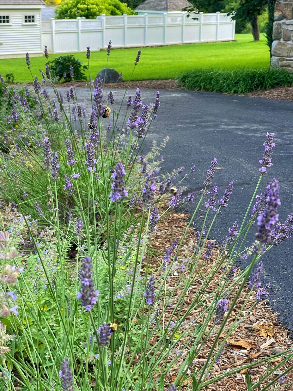 How to Grow Lavender for a Low-Maintenance Cottage Garden | Bricks ’n ...
