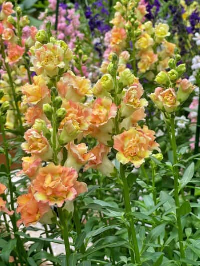 How to Grow Snapdragons: A Complete Guide from Seed to Bloom | Bricks ...