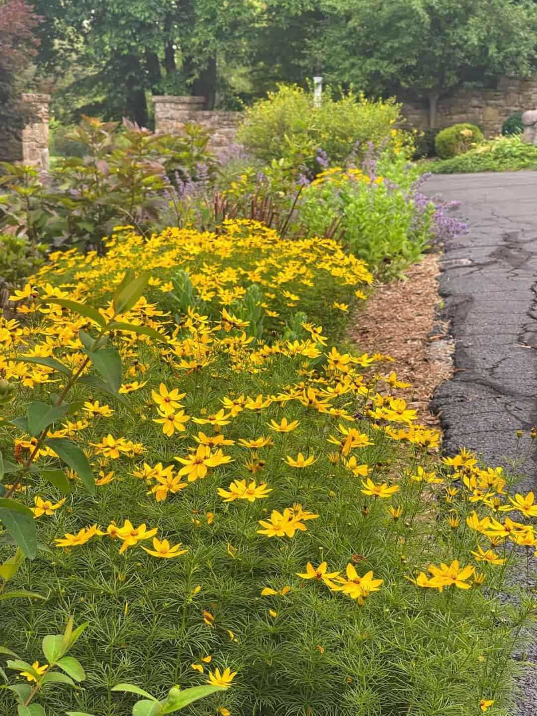 How to Grow Coreopsis (Tickseed) for a Low-Maintenance Cottage Garden ...