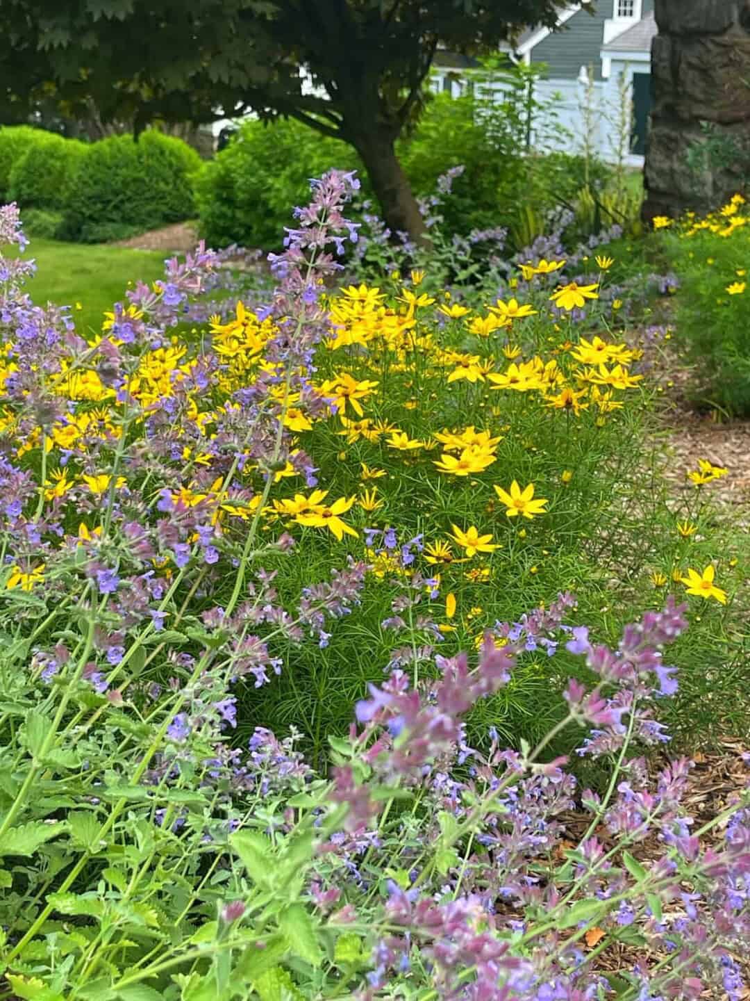 How to Grow Coreopsis (Tickseed) for a Low-Maintenance Cottage Garden ...