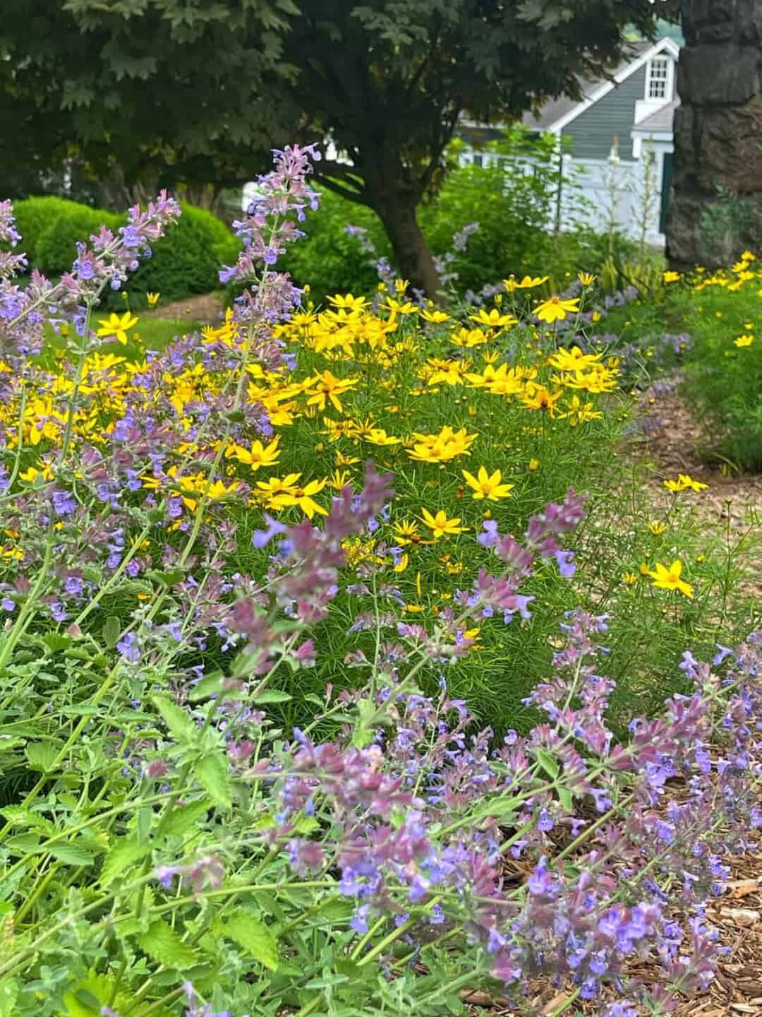 Growing Coreopsis (Tickseed) for a Pollinator Garden and Endless Summer ...