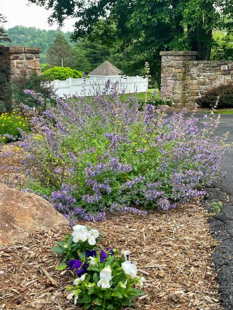 Growing Nepeta (Catmint): The Low-Maintenance, Pest-Repelling Perennial ...