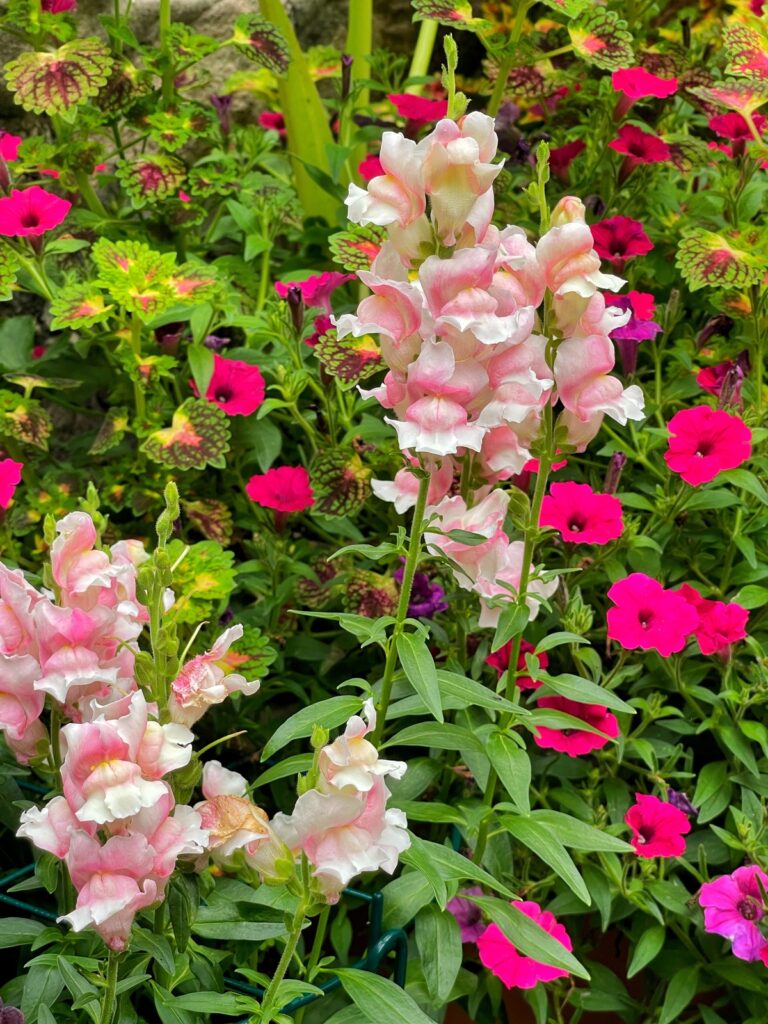 Growing Snapdragons in Your Cut Flower Garden For Stunning Bouquets ...
