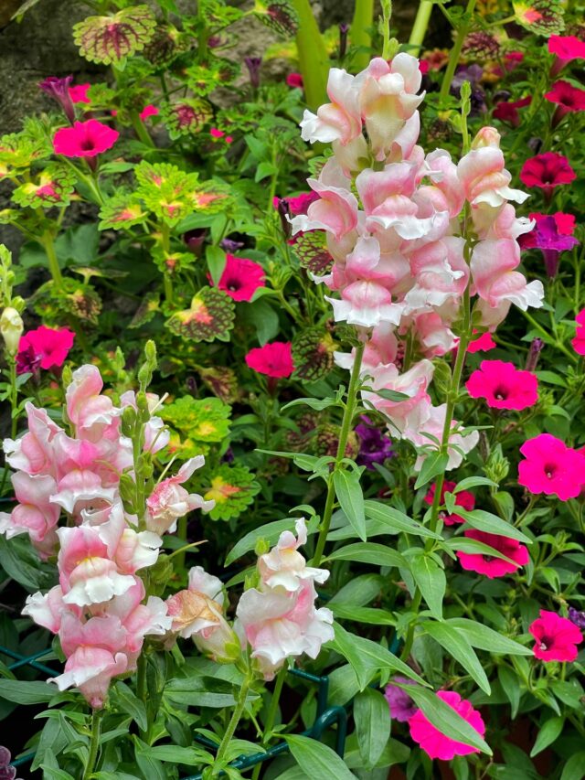 How to Keep Snapdragons Blooming Longer in the Garden - Bricks ’n ...
