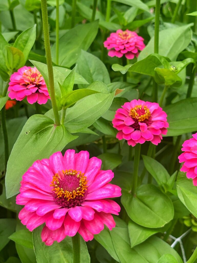 How to Grow Zinnia Flowers in Your Cutting Garden - Bricks ’n Blooms ...