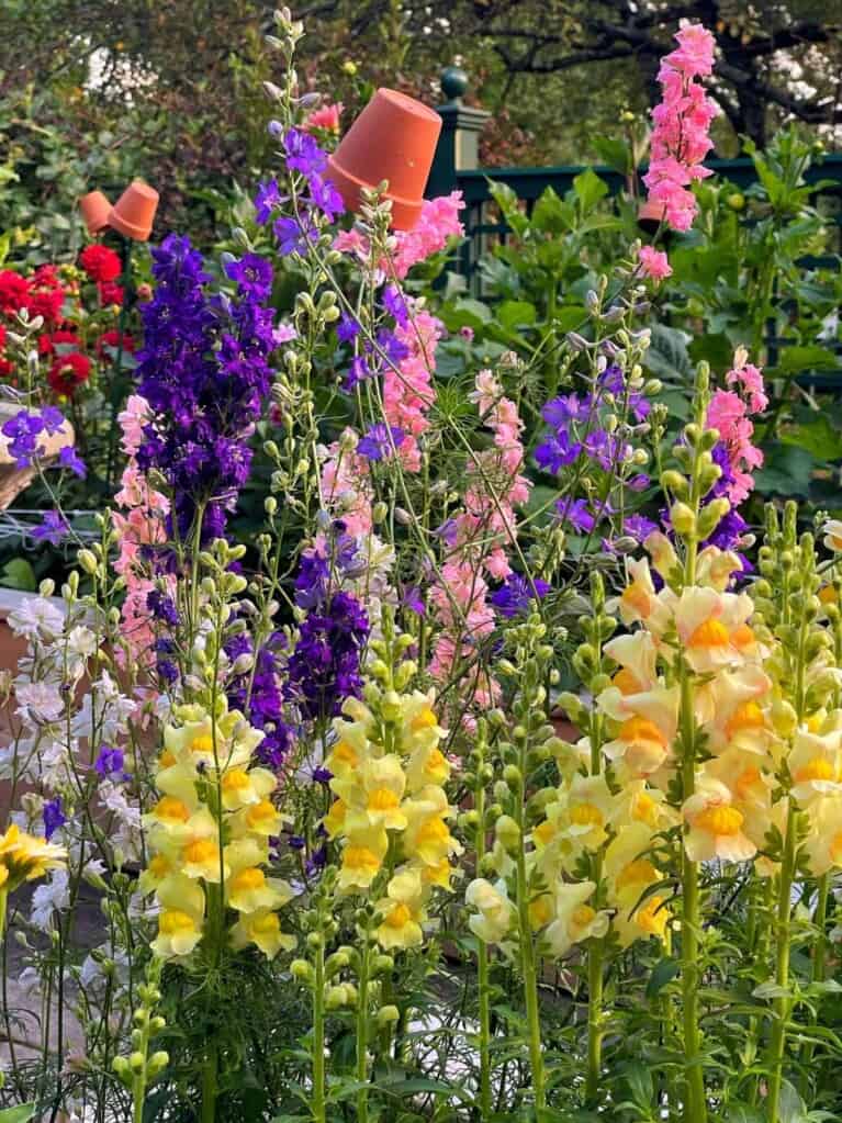 Growing Snapdragons in Your Cut Flower Garden - Bricks 'n Blooms with ...