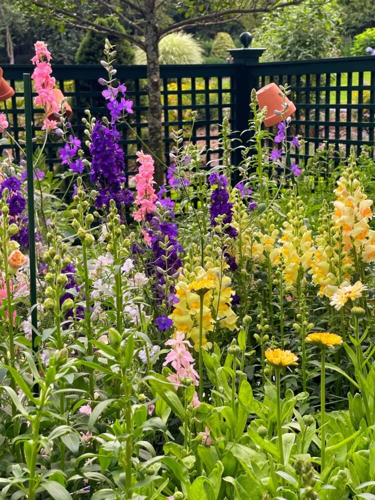 The Beginner's Guide to Growing Calendula in Your Garden - Bricks ’n ...