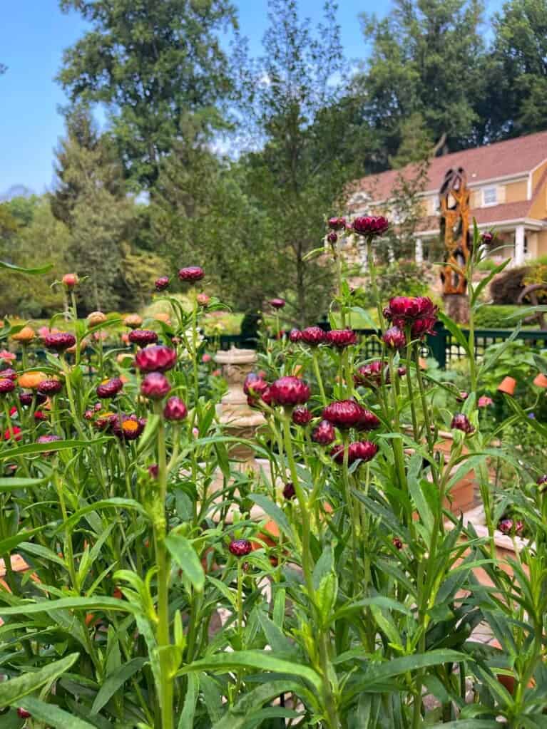 How to Grow Strawflowers: The Confessions of a Strawflower Addict ...