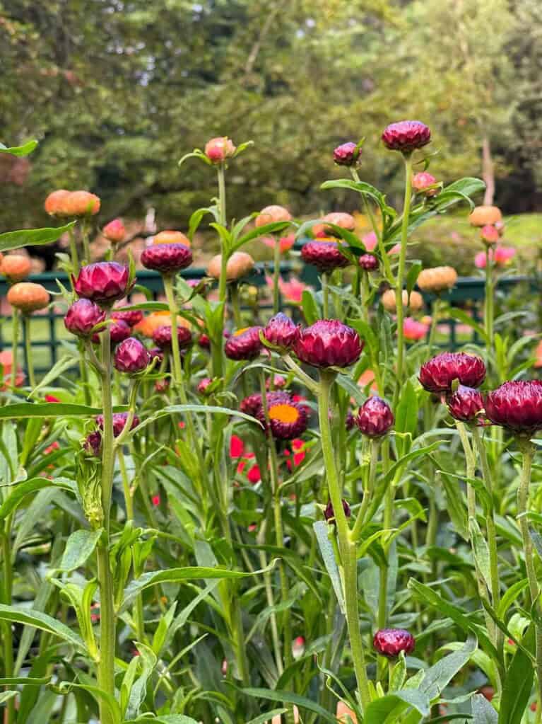 How to Grow Strawflowers: The Confessions of a Strawflower Addict ...
