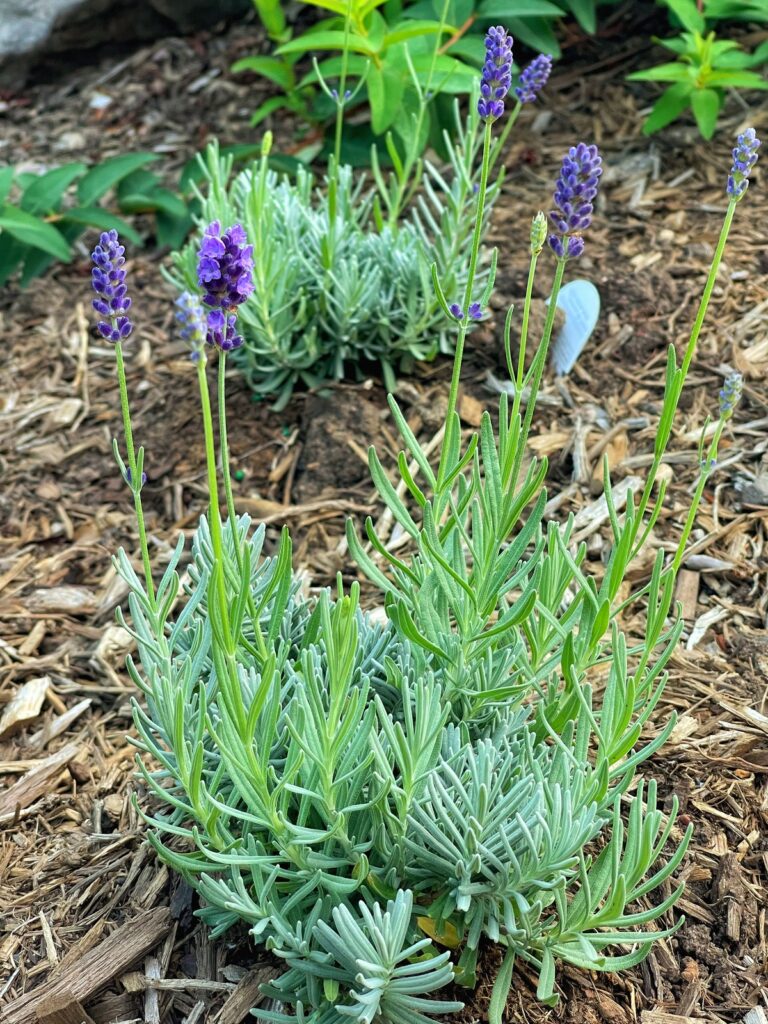 How to Grow Lavender for a Low-Maintenance Cottage Garden | Bricks ’n ...