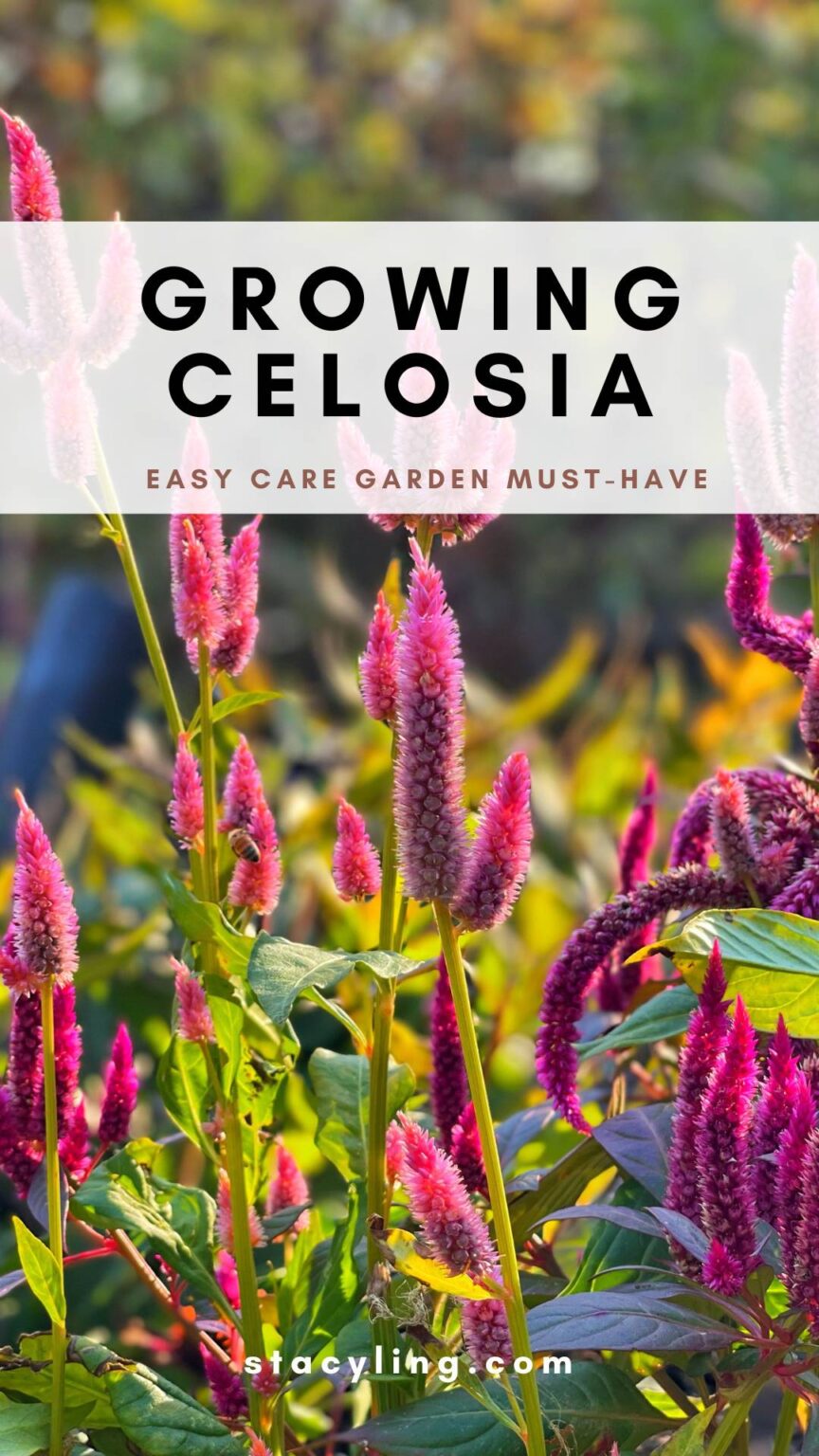 Growing Celosia Plant in Your Cut Flower Garden - Bricks 'n Blooms with ...