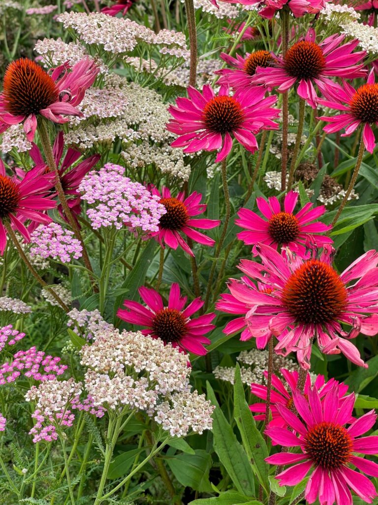 Growing Yarrow For a Stunning, Low-Maintenance Flower Garden - Bricks ...